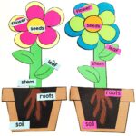 First Grade Plant Unit - Discovering Plants - Megan Mitchell